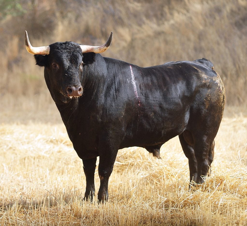 Let's Talk Dirty to The Animals - QBurgh